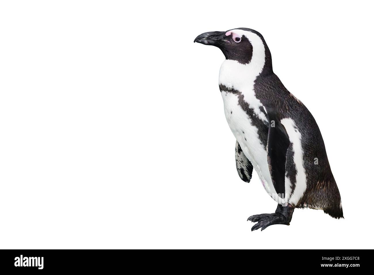Penguin isolated on white background with copy space, add your own text ...