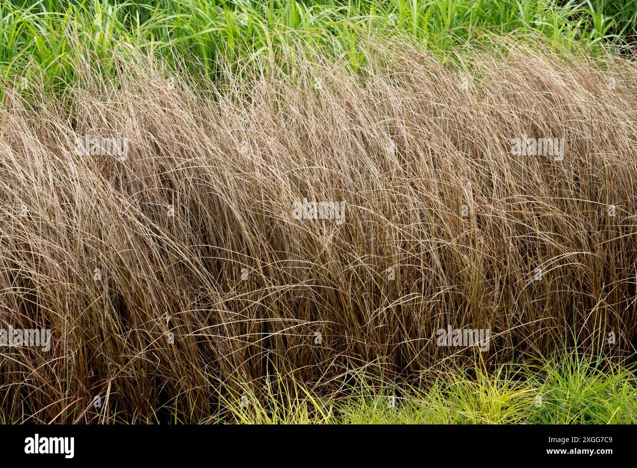 Hardy Leatherleaf Sedge Carex buchananii "Red Rooster" Growing, Border ...