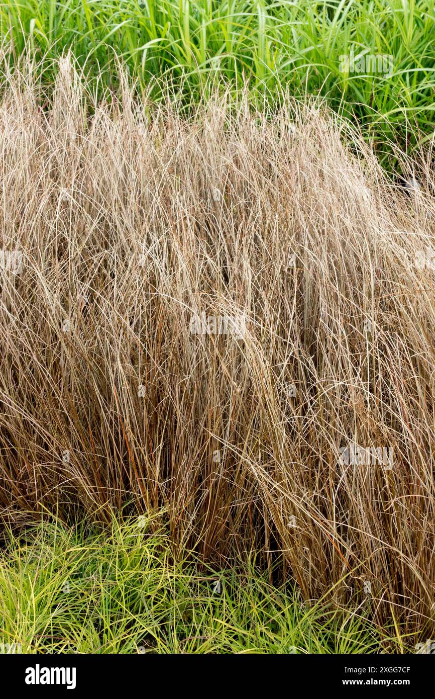 Hardy Leatherleaf Sedge Carex buchananii "Red Rooster" Growing, Border ...
