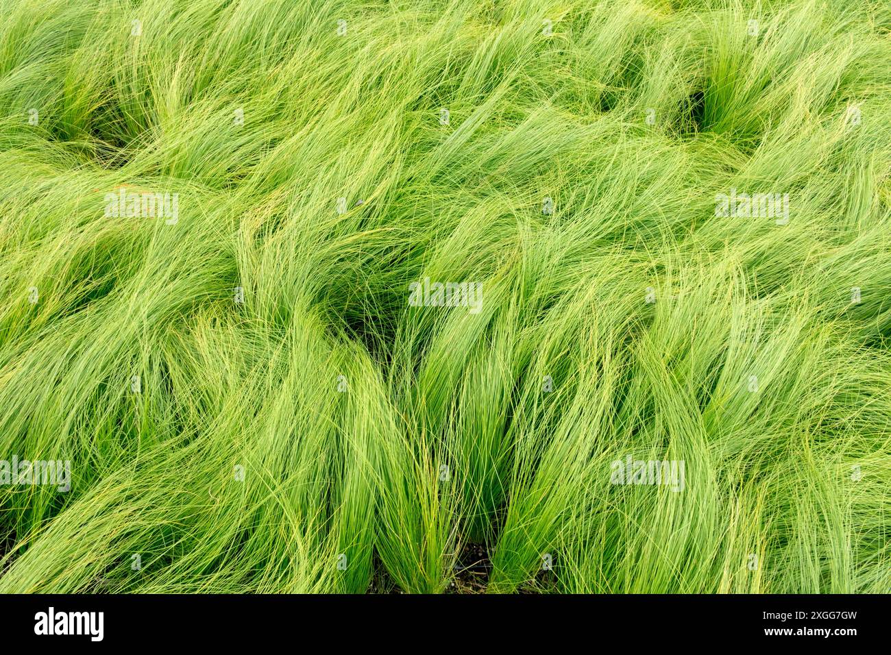 Mexican Feathergrass, Stipa tenuissima "Angelhair" Finestem Needlegrass ...