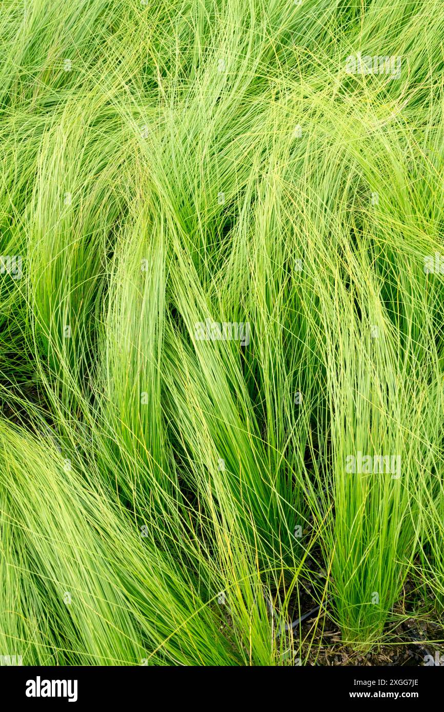 Mexican Feathergrass, Stipa tenuissima "Angelhair" Finestem Needlegrass ...
