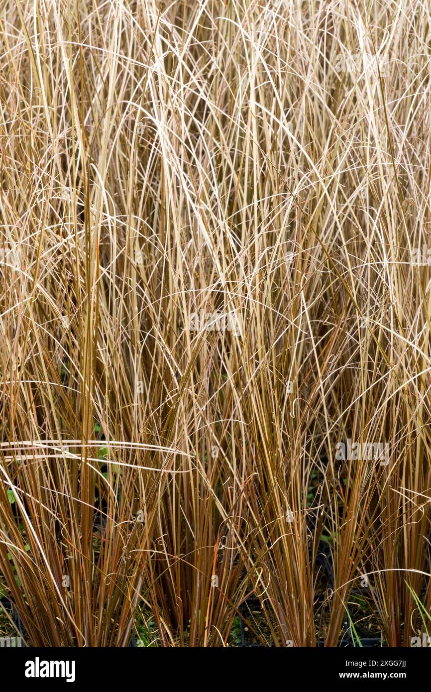 Carex buchananii "Red Rooster" Leatherleaf Sedge copper-bronze foliage ...