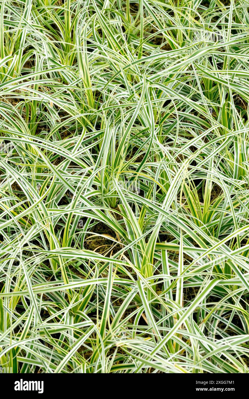 Sedge Carex oshimensis "Father Falls" Garden Foliage Variegated Leaves ...