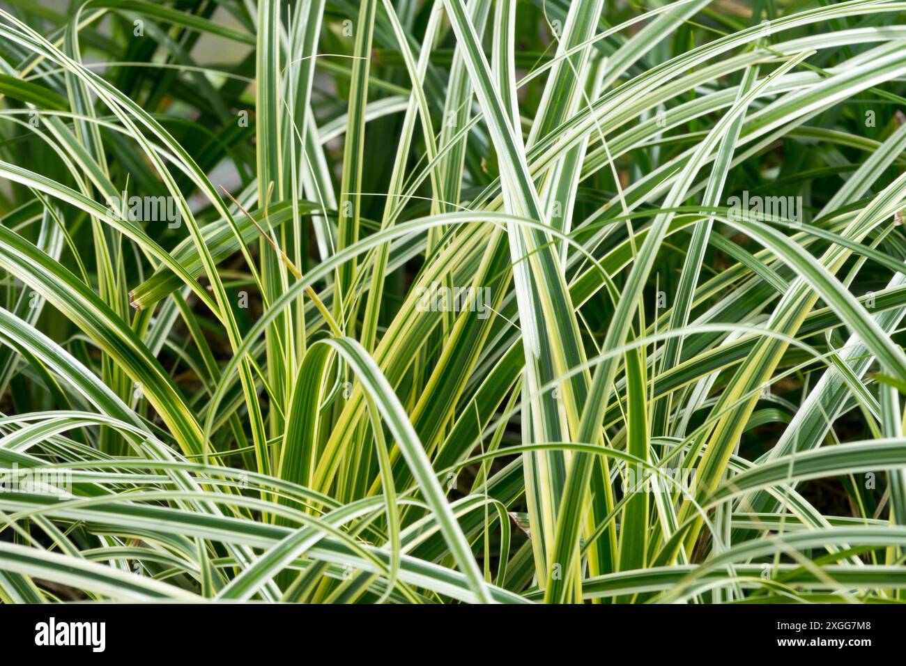 Carex oshimensis father falls hi-res stock photography and images - Alamy