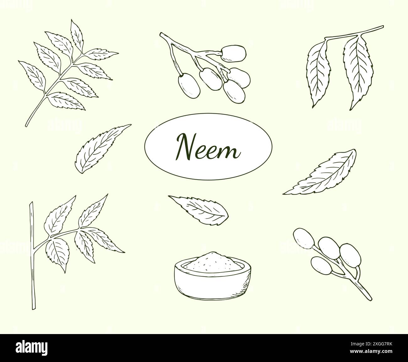 Neem tree Stock Vector Images - Alamy