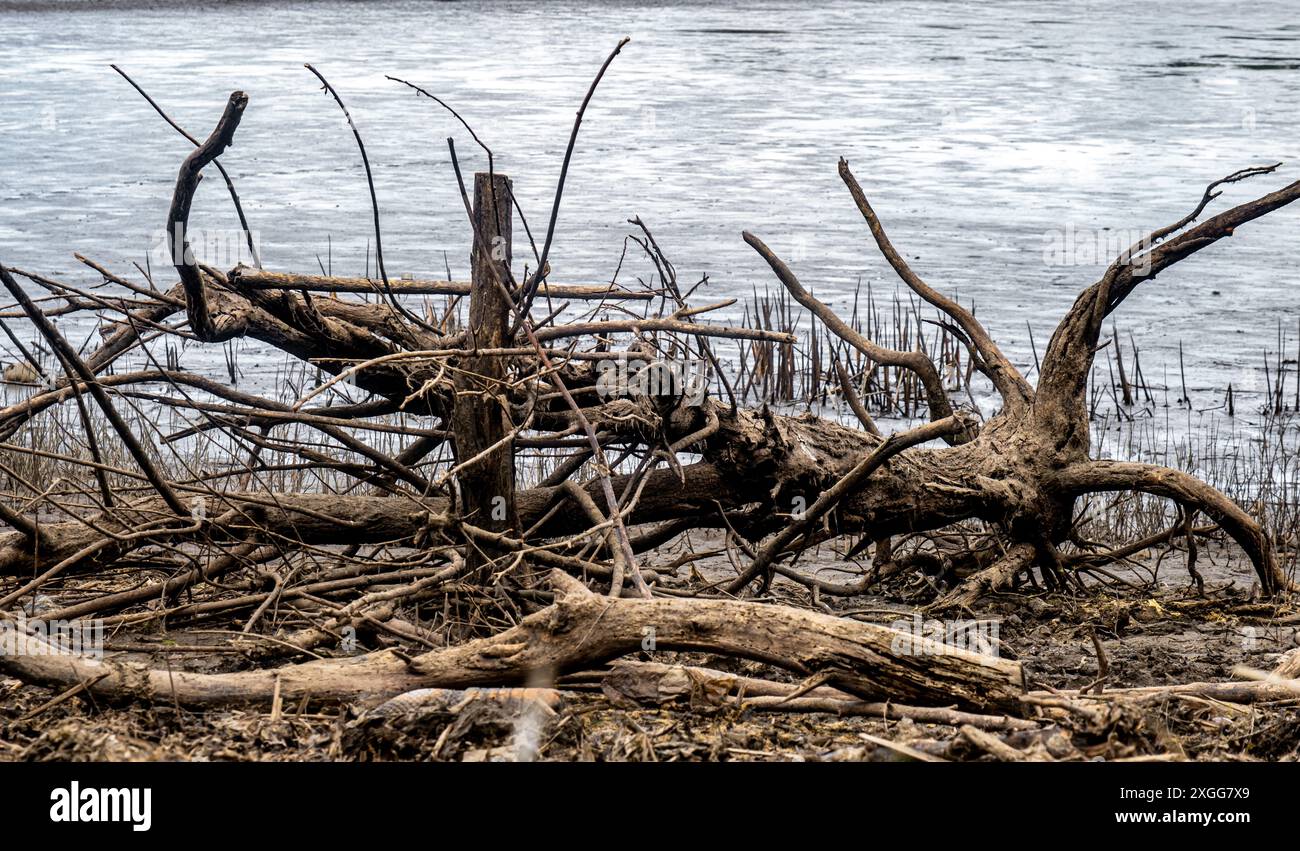 dry trees and various garbage remains on the edge of the dried lake ...
