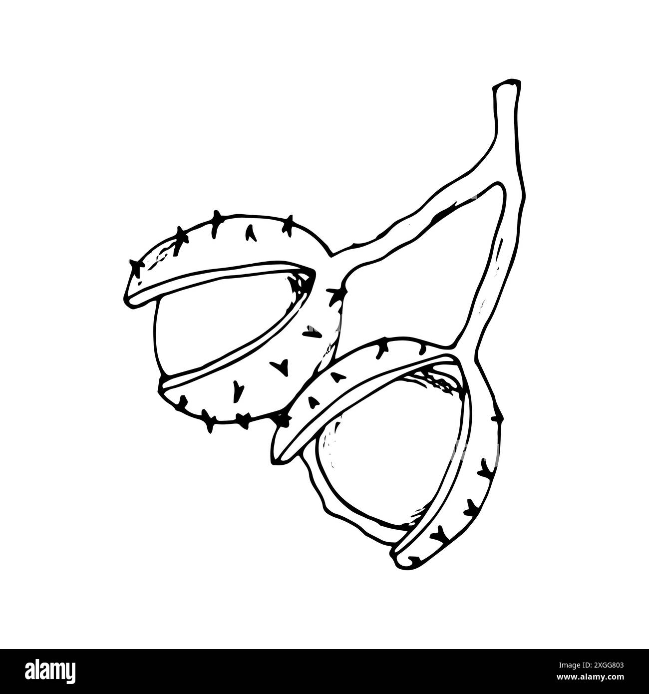 Horse chestnut fruits on a branch. Botanical Vector illustration on ...