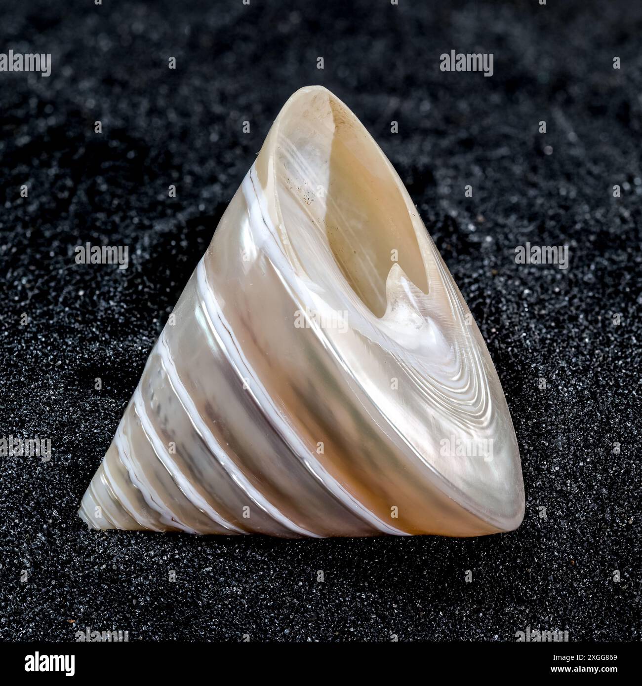 Tectus pyramis pearl hi-res stock photography and images - Alamy