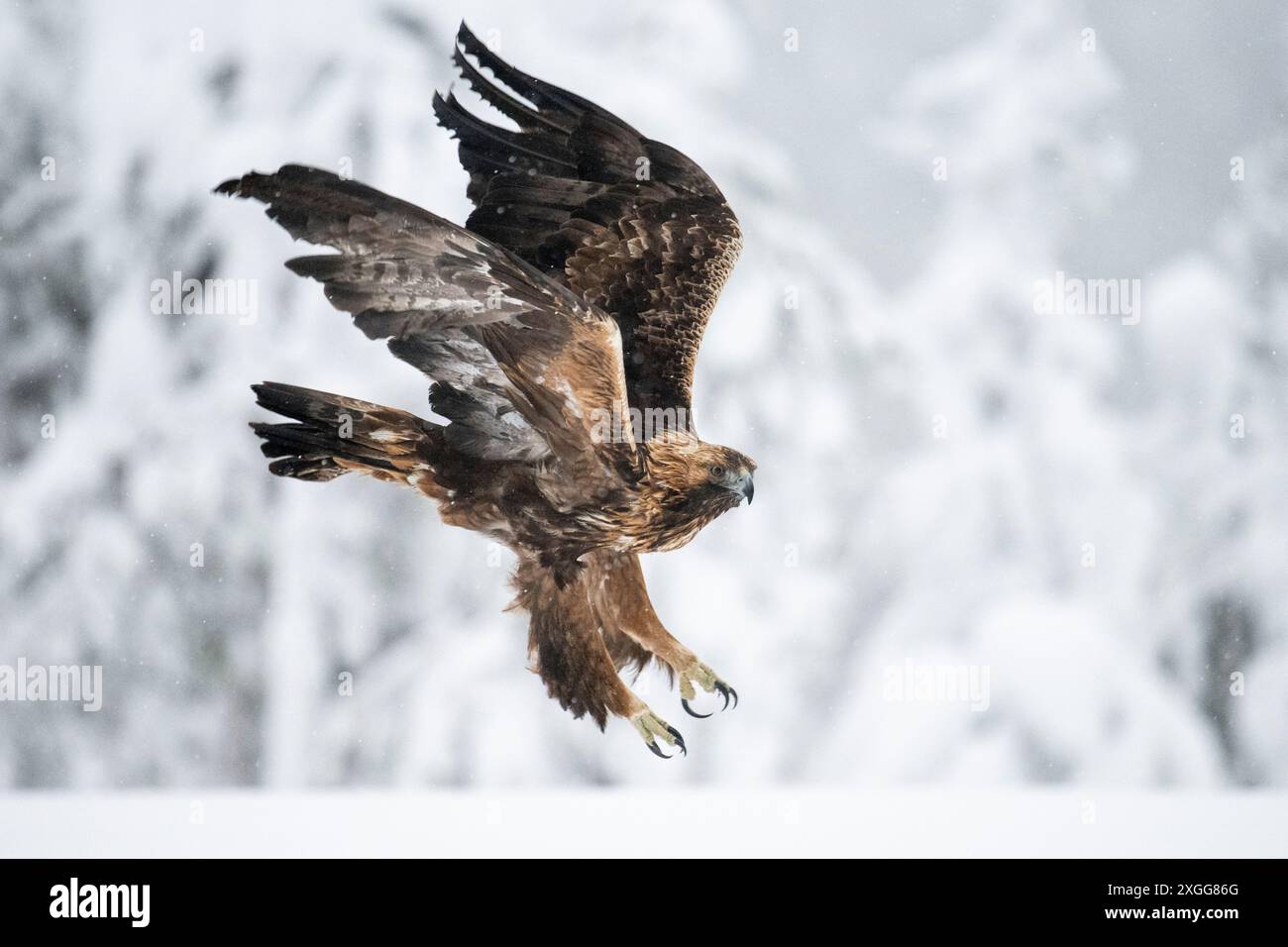 Flying over snowy forest trees hi-res stock photography and images - Alamy