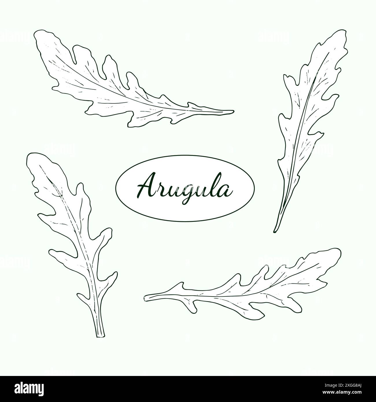 Bunch of fresh green lettuce Stock Vector Images - Alamy