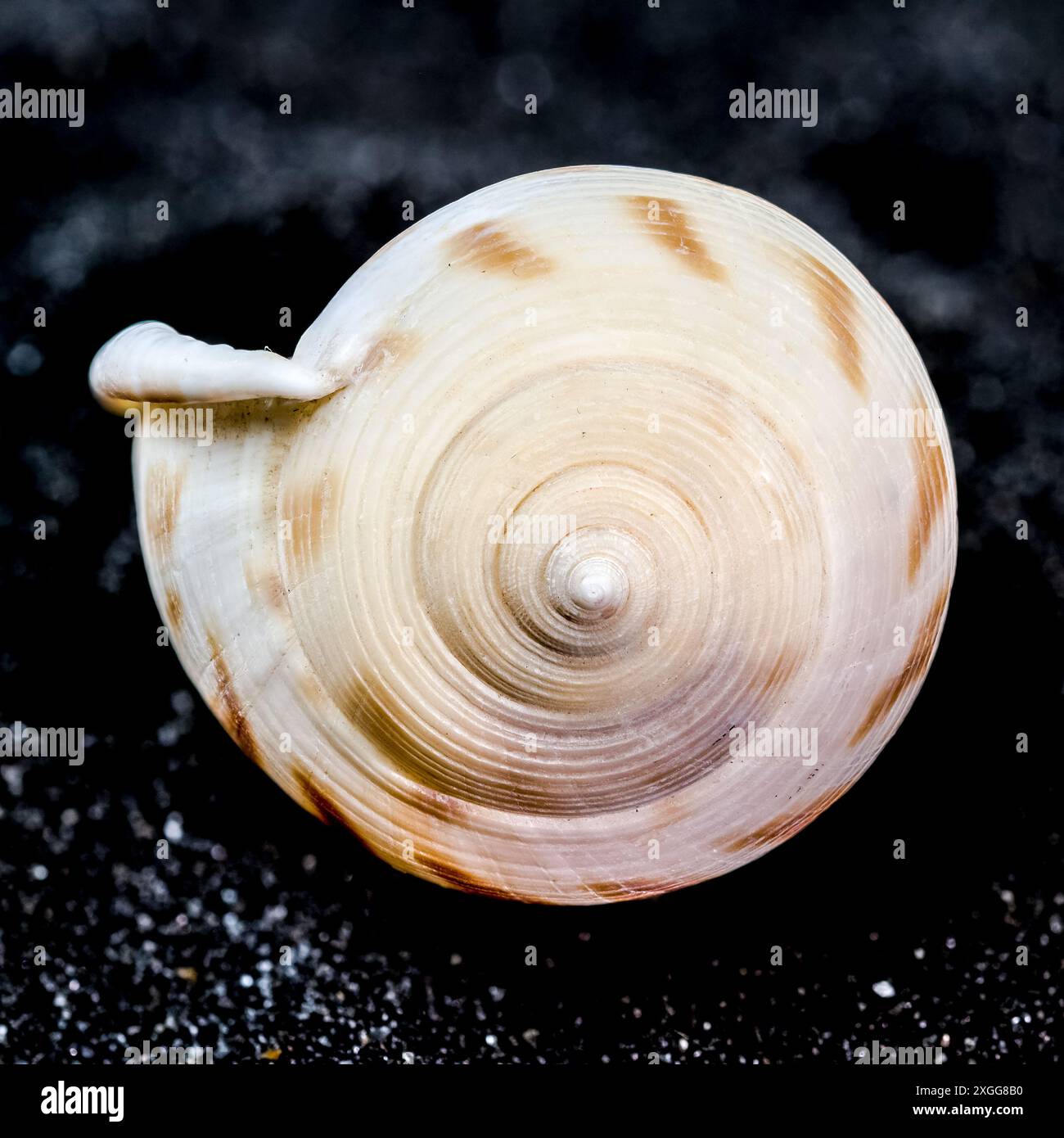 Semicassis japonica hi-res stock photography and images - Alamy