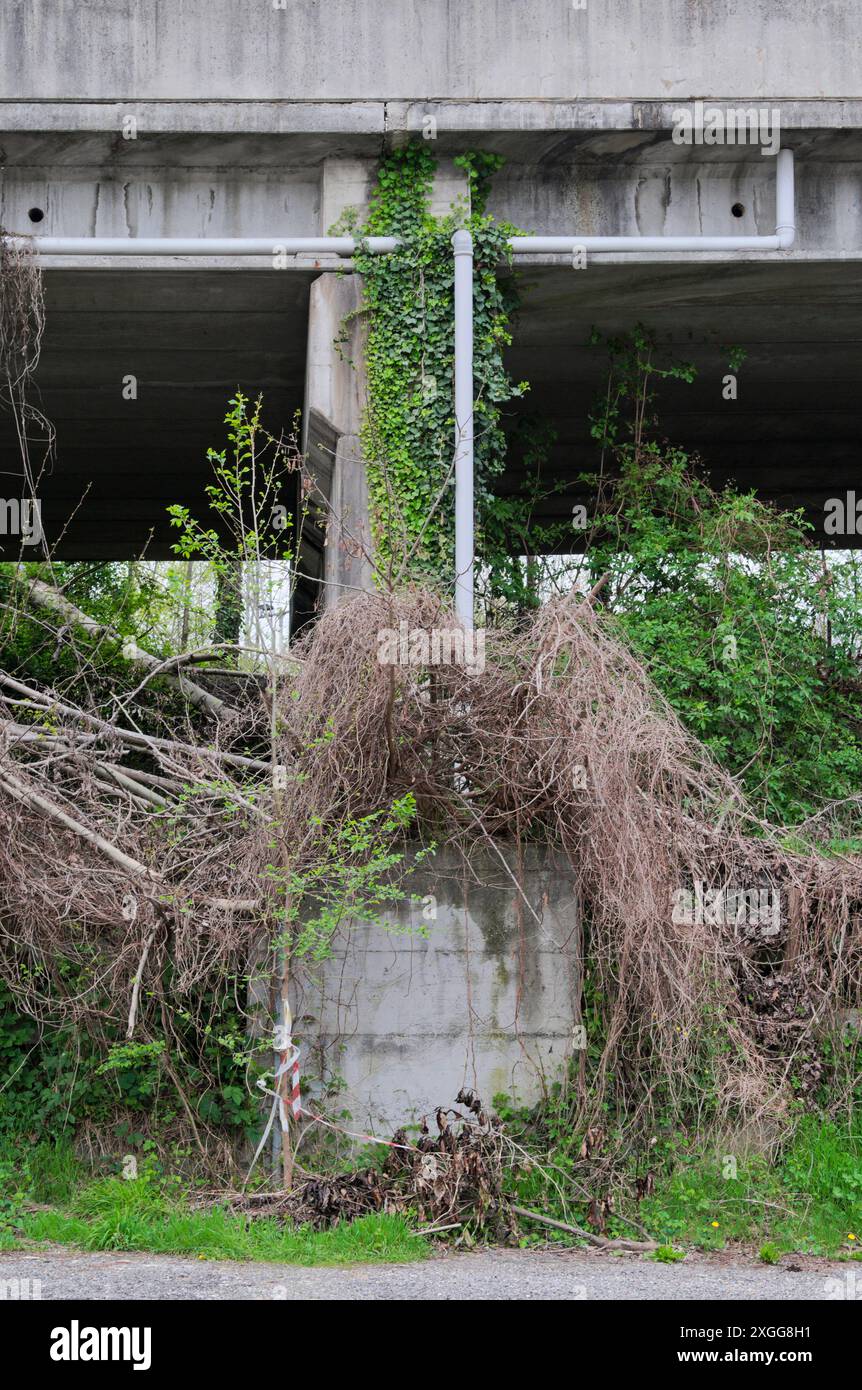 vegetation growing under highway bridge Stock Photo - Alamy