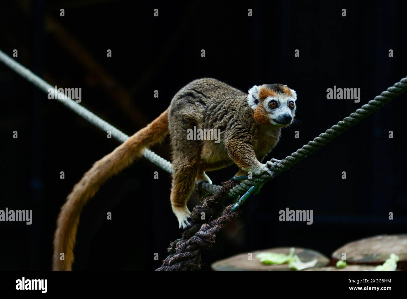 Long tail walking hi-res stock photography and images - Alamy