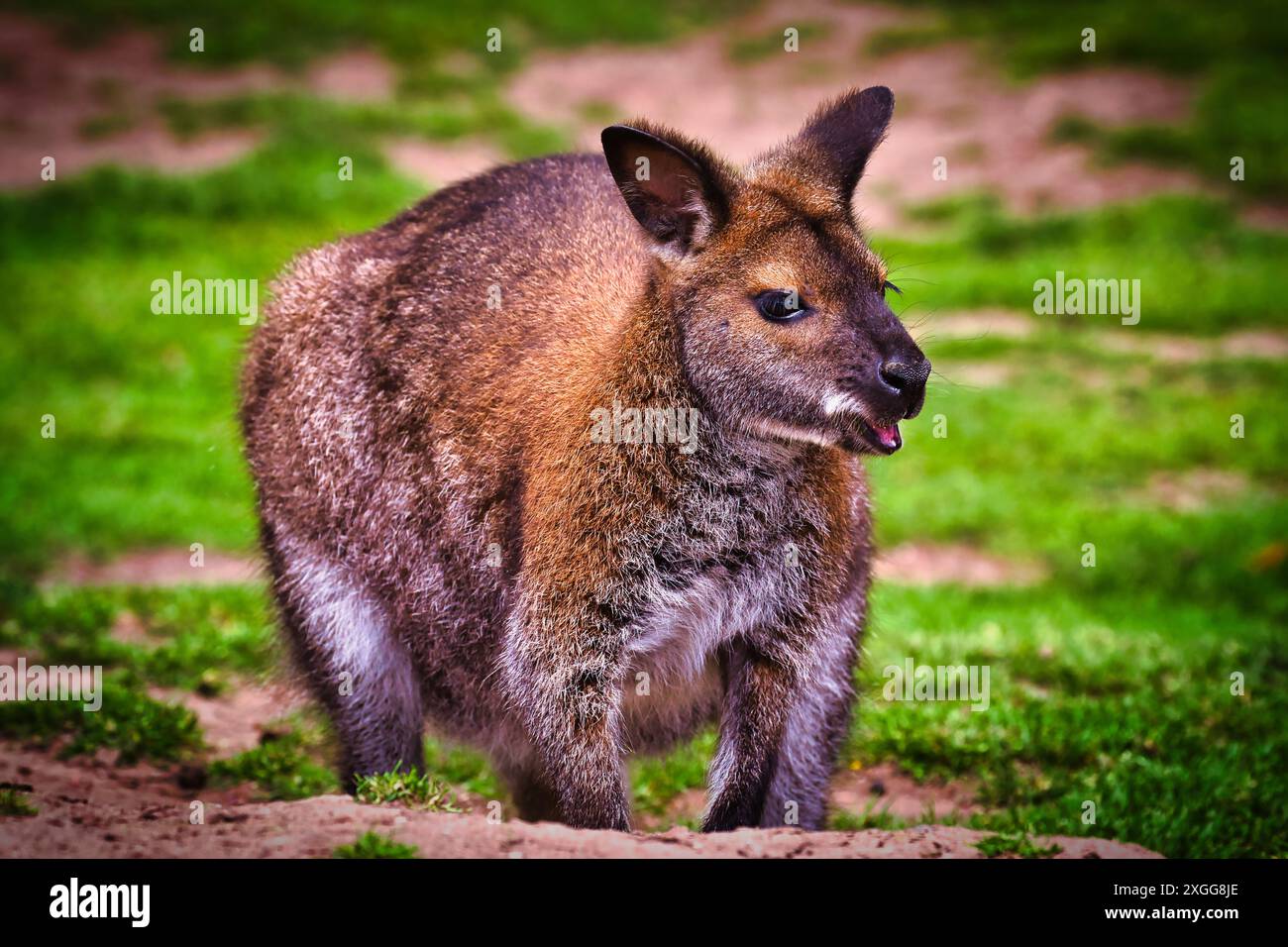 Background blur behavior hi-res stock photography and images - Alamy