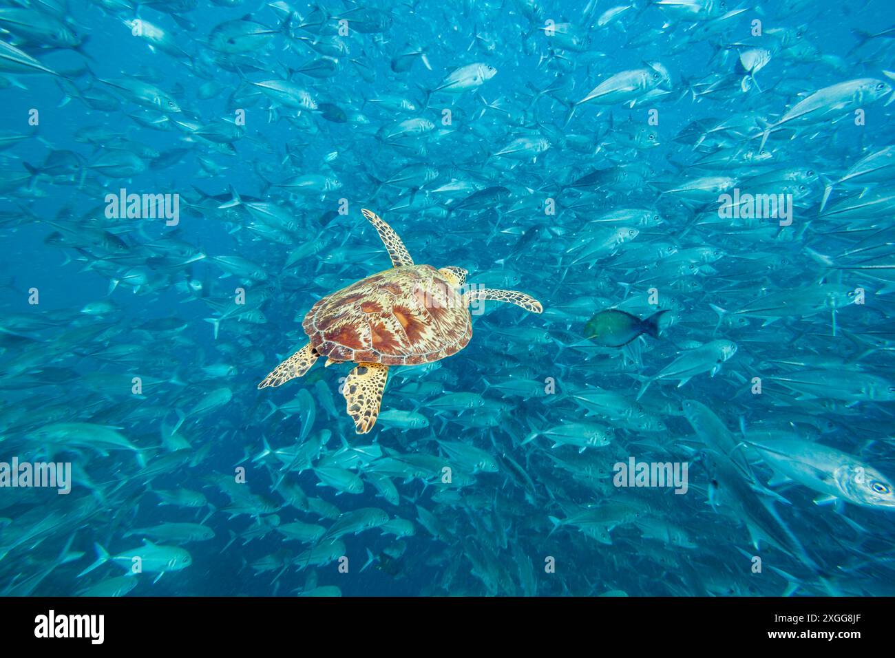 Female green sea turtle hi-res stock photography and images - Alamy