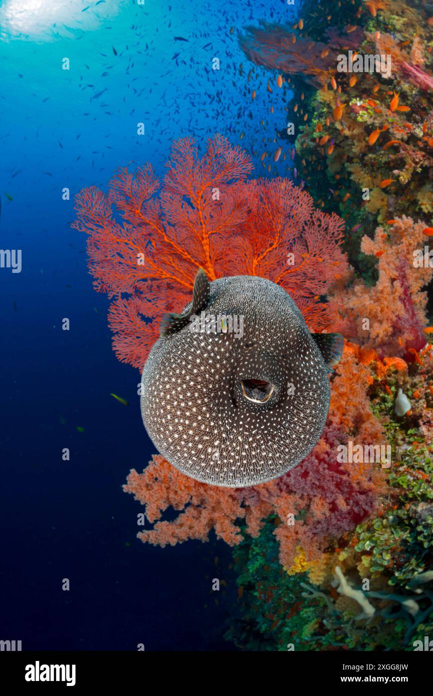 An inflated guineafowl pufferfish (Arothron meleagris), on a drop off ...