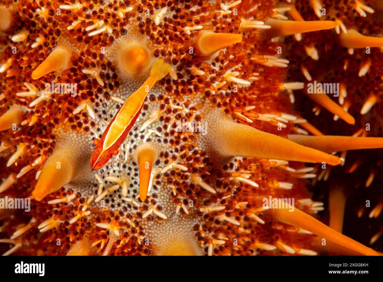 A sea star shimp hi-res stock photography and images - Alamy