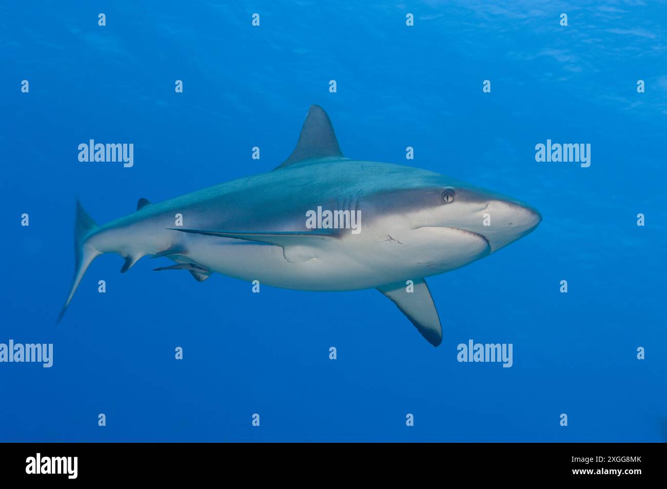 Gray reef shark, Papua New Guinea, Pacific Stock Photo - Alamy