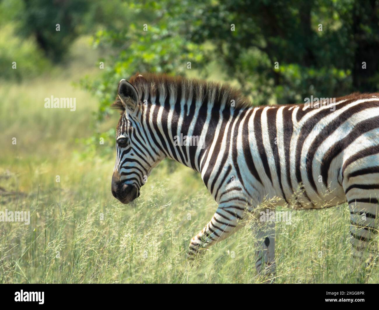 Beautiful young zebra between trees in the savanna. Green vegetation ...