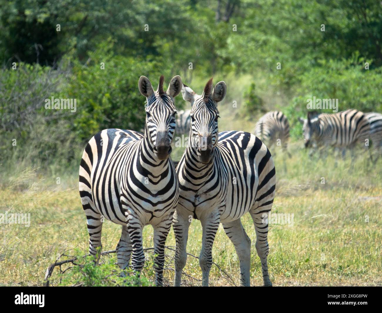 African grassland hi-res stock photography and images - Alamy