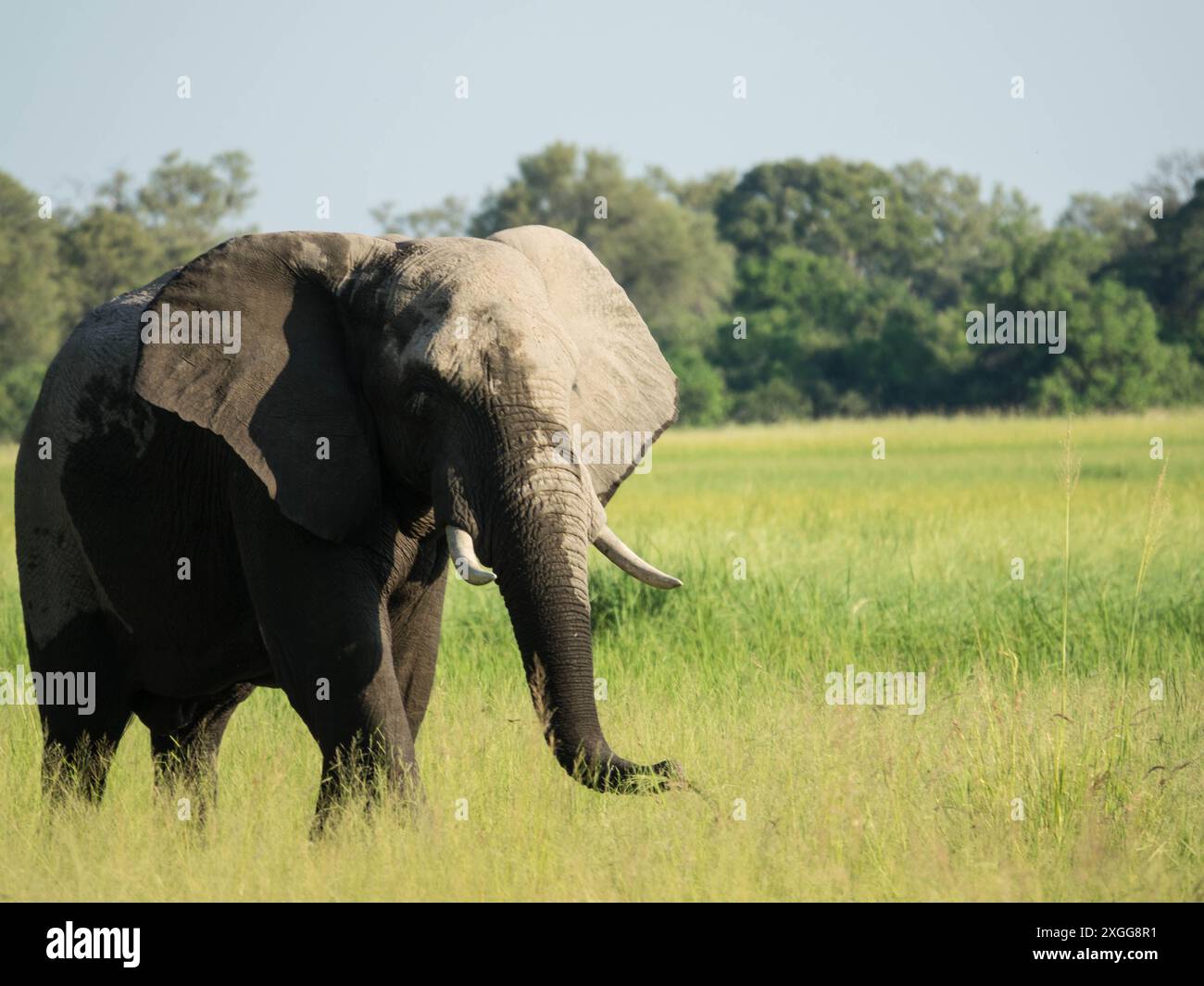 A single elephant walks in the savanna looking for food surrounded by ...