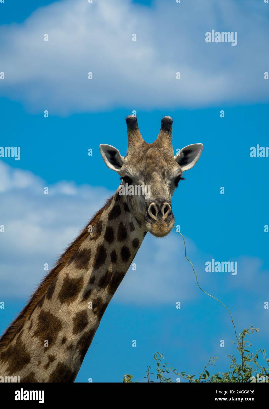 Beautiful portrait from a giraffe in natural habitat against blue sky ...