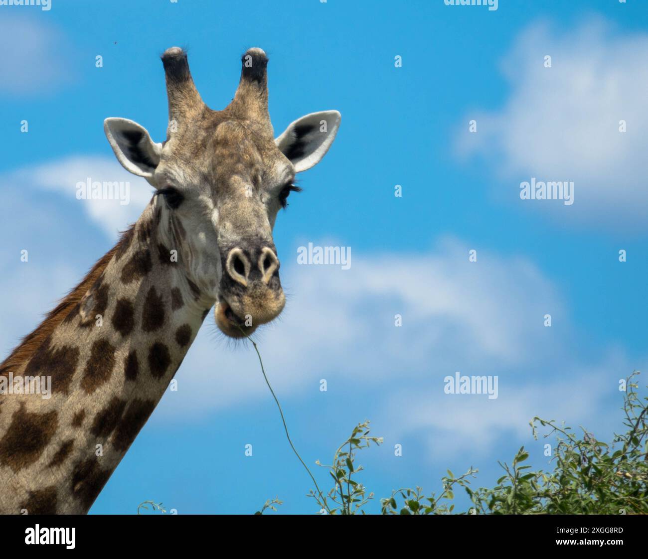 Beautiful portrait from a giraffe in natural habitat against blue sky ...