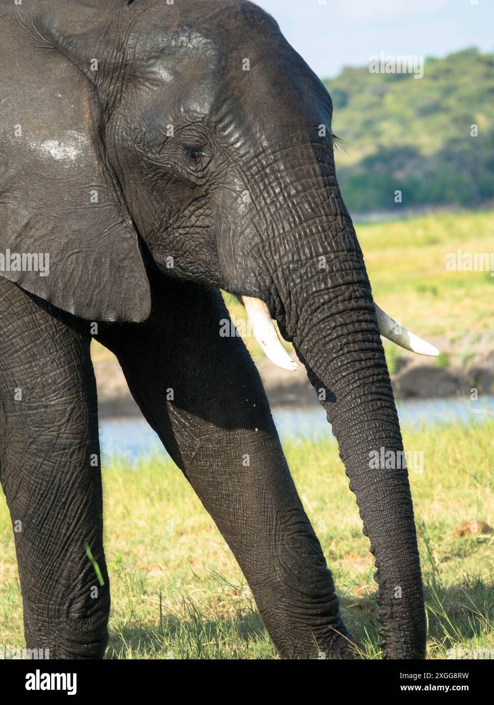 A single elephant walks in the savanna looking for food surrounded by ...