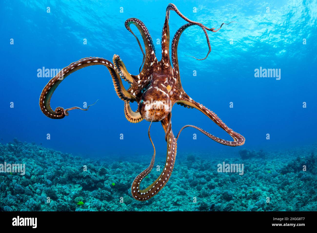 Day octopus (Octopus cyanea), Hawaii, United States of America, Pacific ...