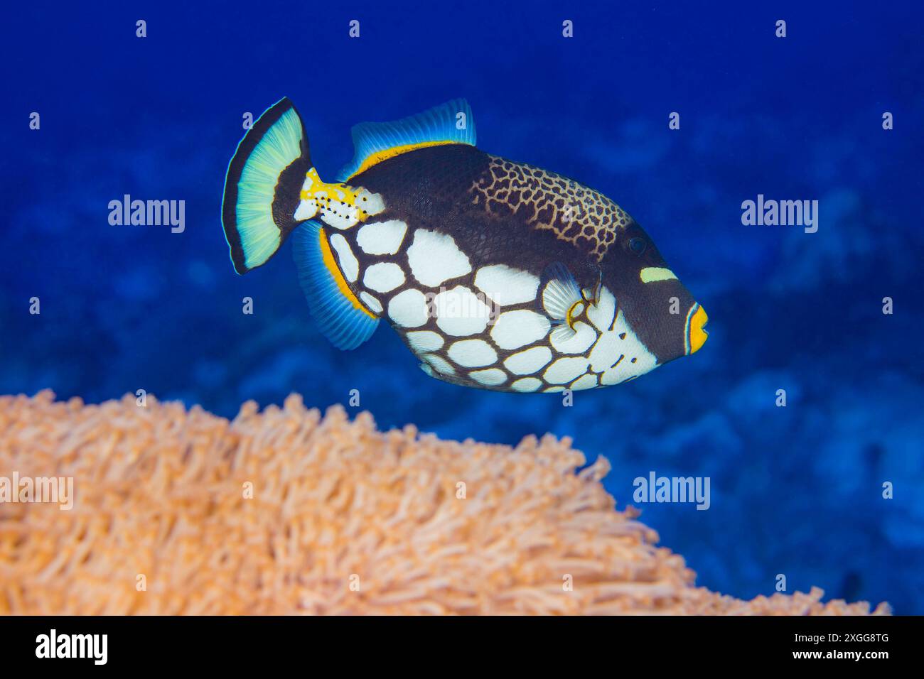 A clown triggerfish (Balistoides conspicillum) above soft coral, Yap ...