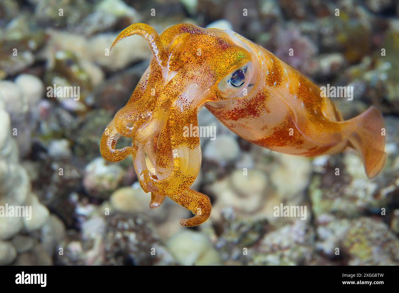 The male oval squid (Sepioteuthis lessoniana), can reach 14 inches in ...