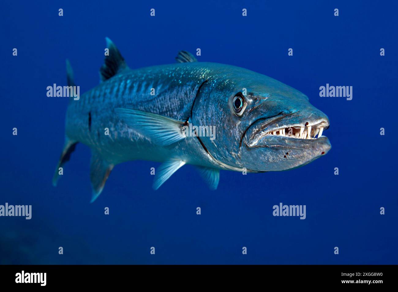 Bright eye hawaii hi-res stock photography and images - Alamy