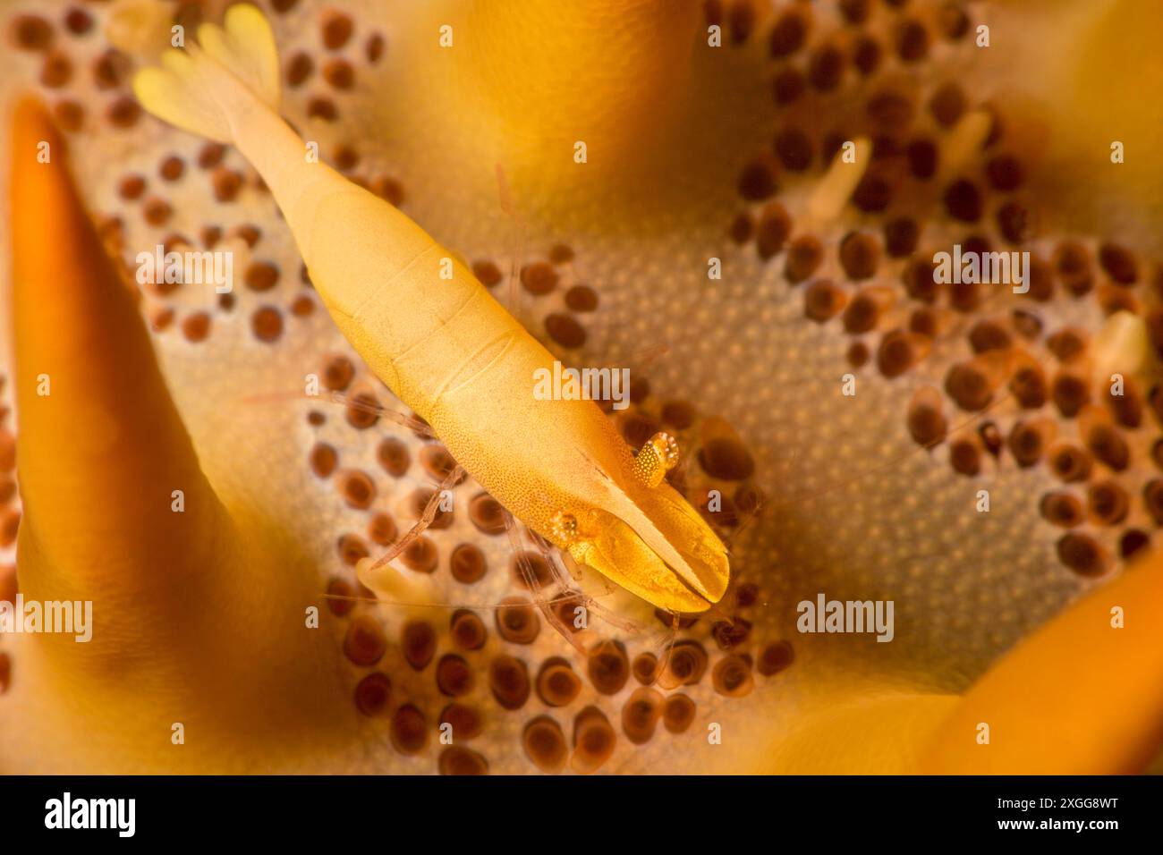 Sea star shimp hi-res stock photography and images - Alamy