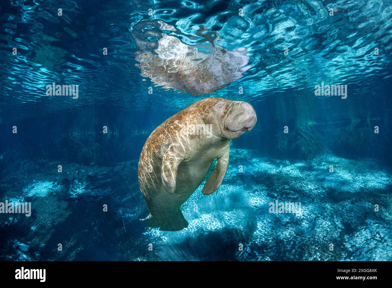 Endangered Florida manatee (Trichechus manatus latirostris), at Three ... Endangered Florida manatee (Trichechus manatus latirostris), at Three ...