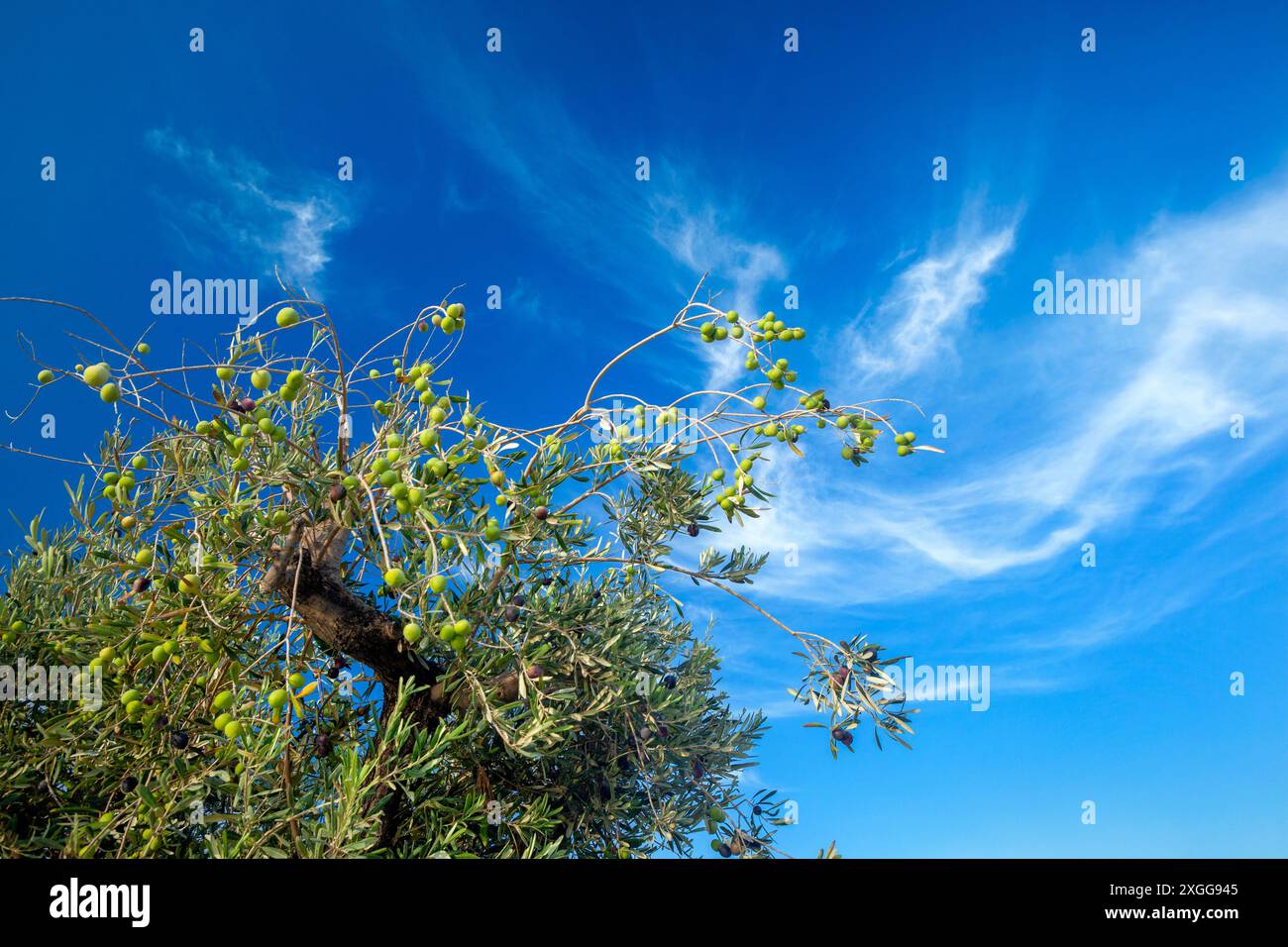 Low angle view an olive tree hi-res stock photography and images - Alamy