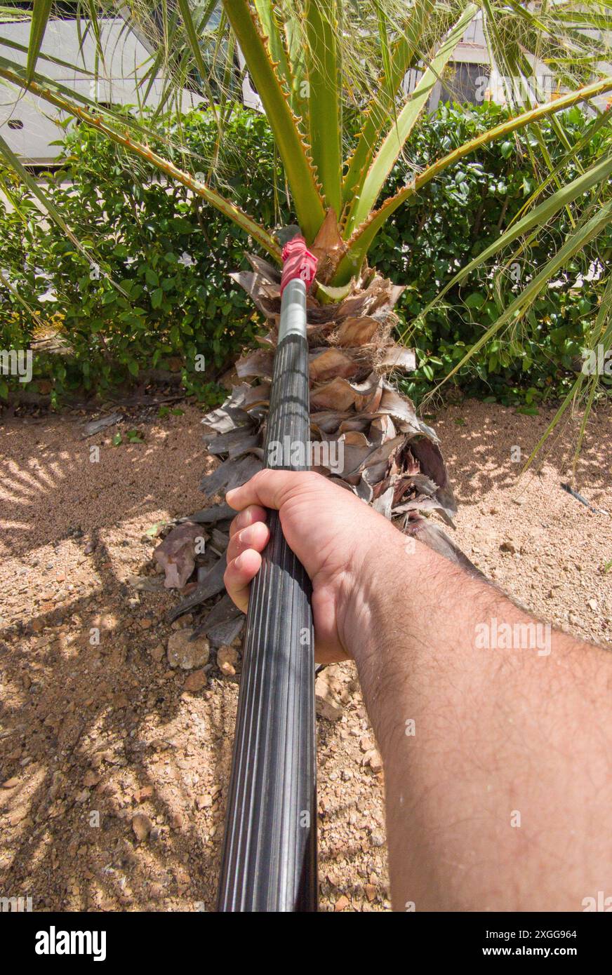 Pruning palm tree with extendable pole handsaw. Pruning in height ...