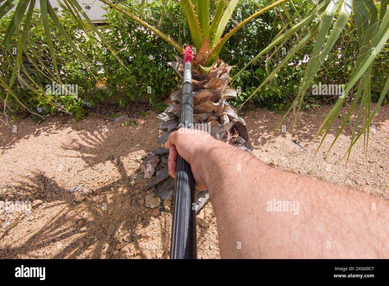 Pruning palm tree with extendable pole handsaw. Pruning in height ...