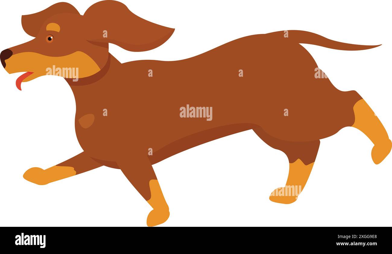Brown dachshund running happily with its tongue out Stock Vector Image ...