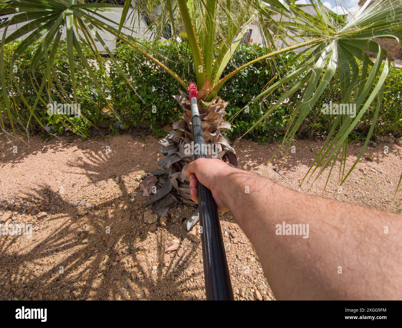 Pruning palm tree with extendable pole handsaw. Pruning in height ...