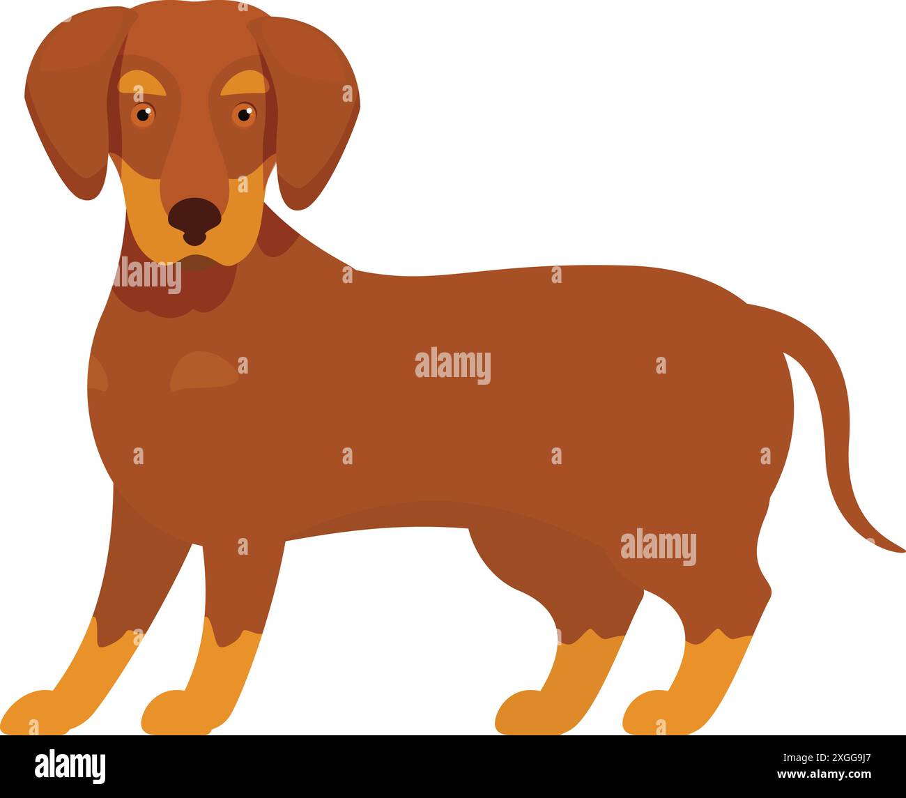Illustration of a brown dachshund dog standing on white background ...