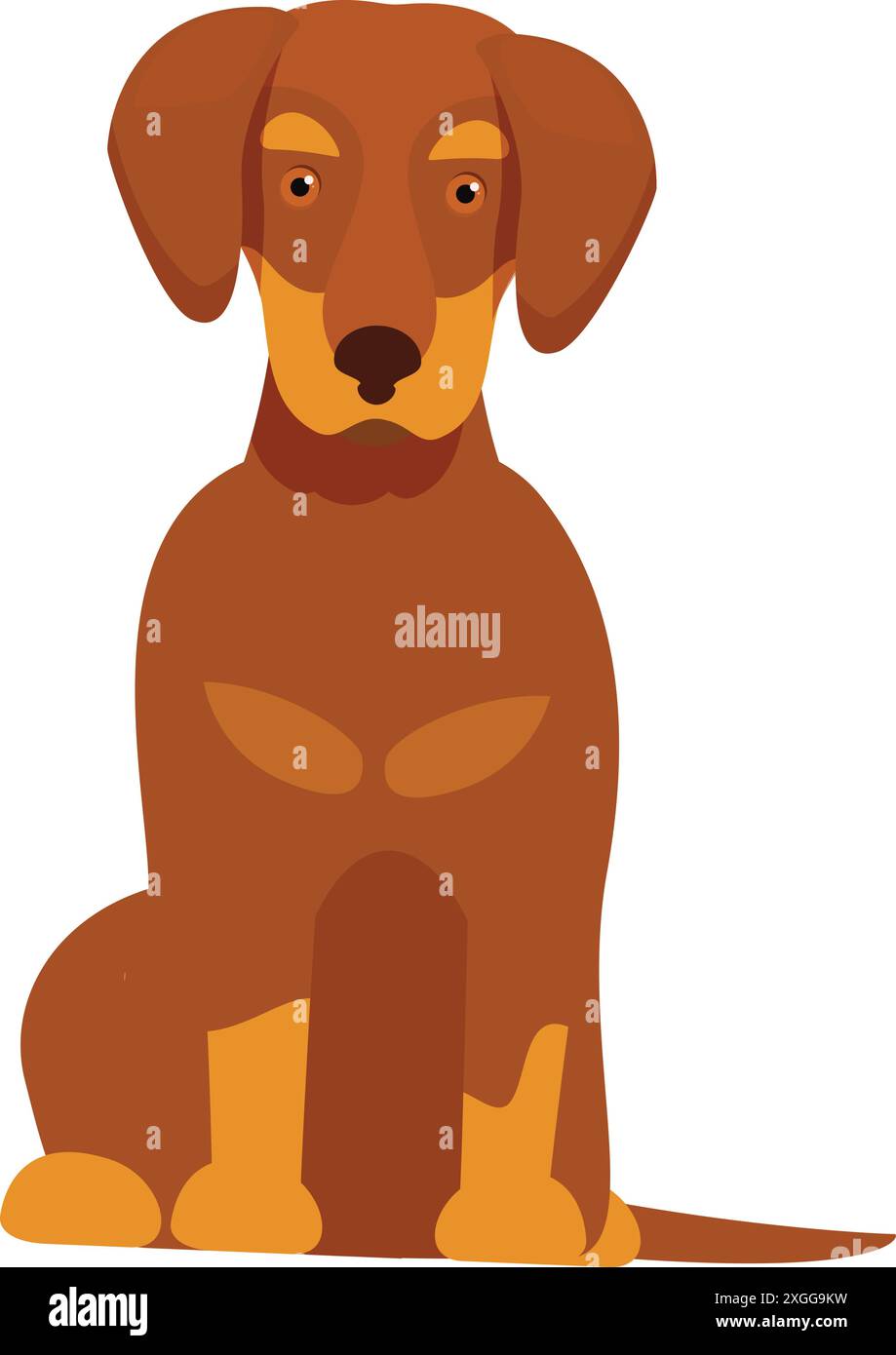 Illustration of a brown hunting dog sitting obediently, isolated on a ...