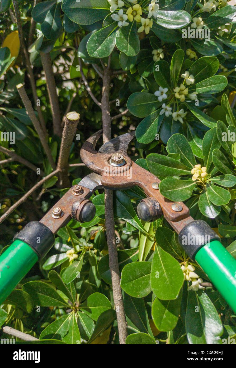 Pruning pittosporum hedges with two-handed shears. Pruning activities ...