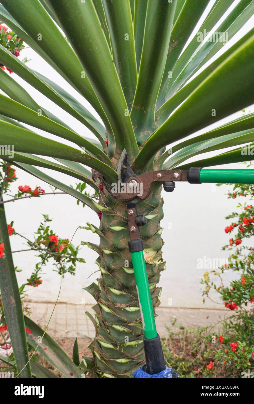 Pruning yuca tree hi-res stock photography and images - Alamy