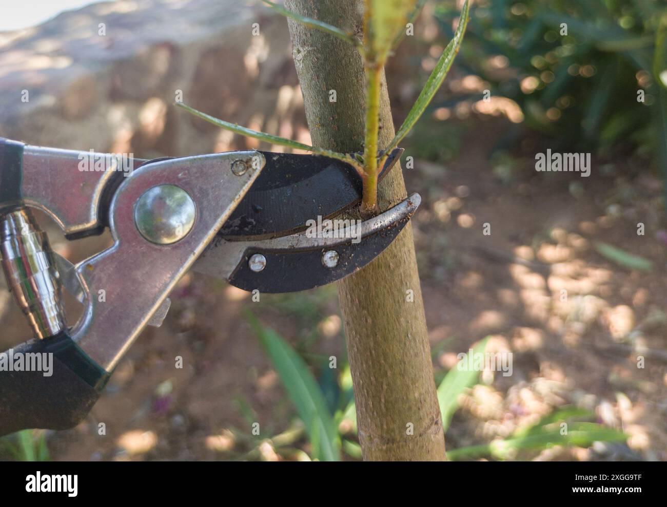 Pruning nerium oleander hi-res stock photography and images - Alamy