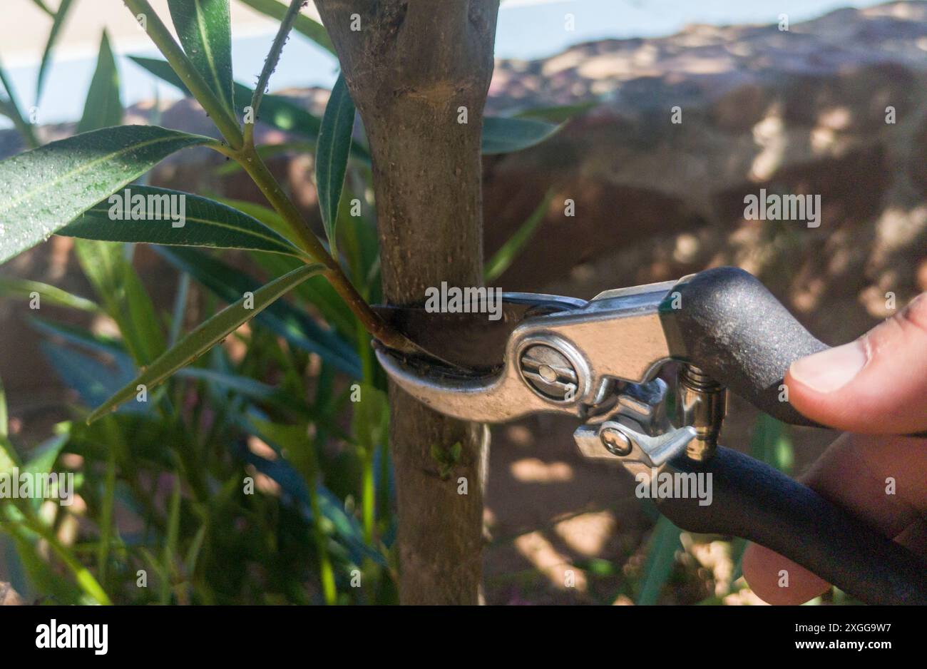 Pruning shears scissor of one hand. Pruning an oleander infested with ...