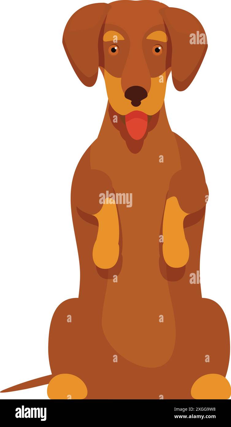 Brown dachshund dog is sitting up and begging for a treat Stock Vector ...