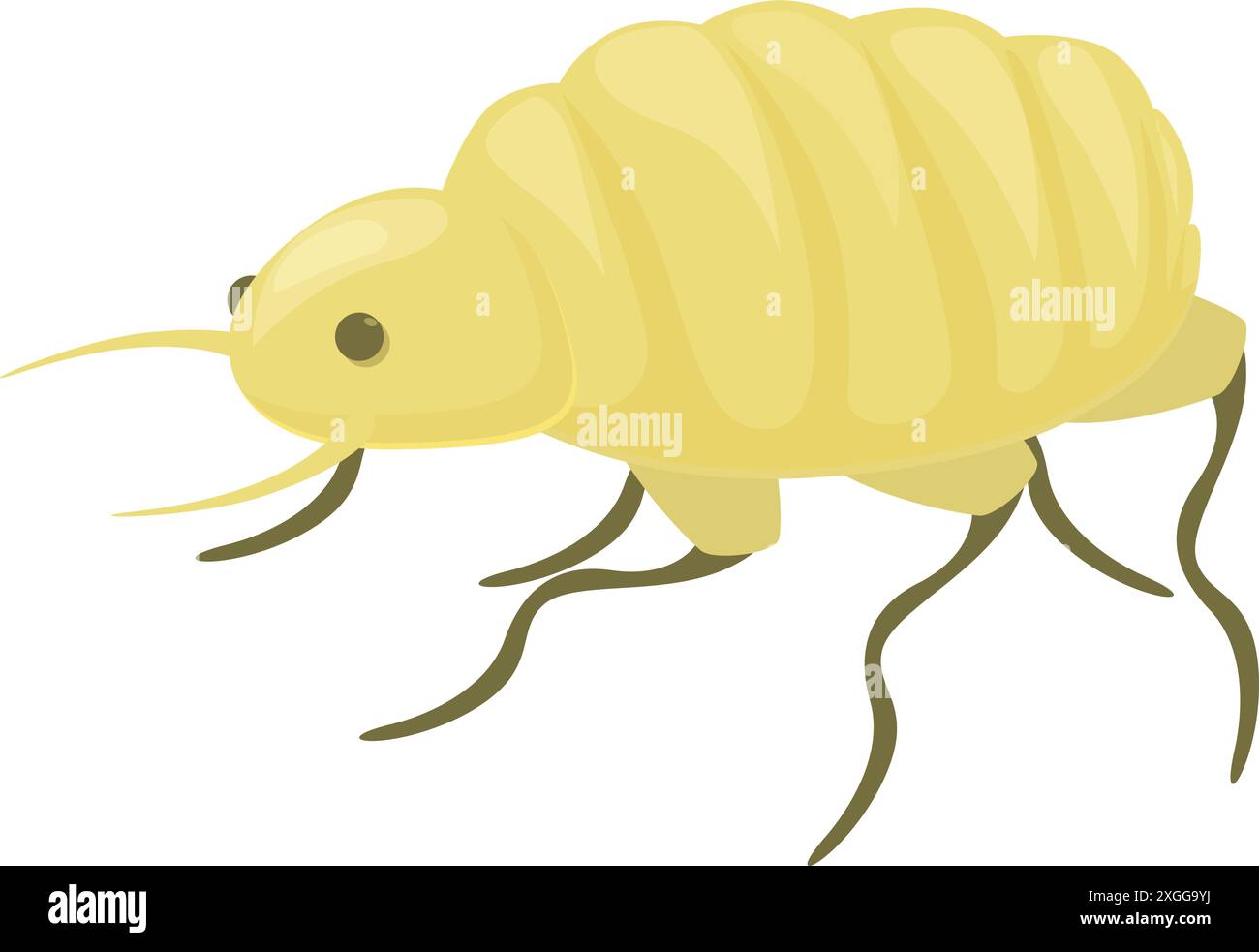 Yellow wireworm larva with segmented body and six legs crawling Stock ...