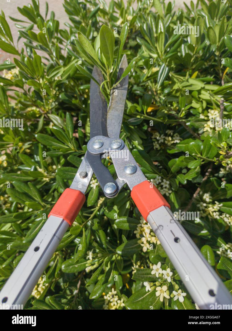 Trimming pittosporum hedges with telescopic hedge trimmer scissors ...