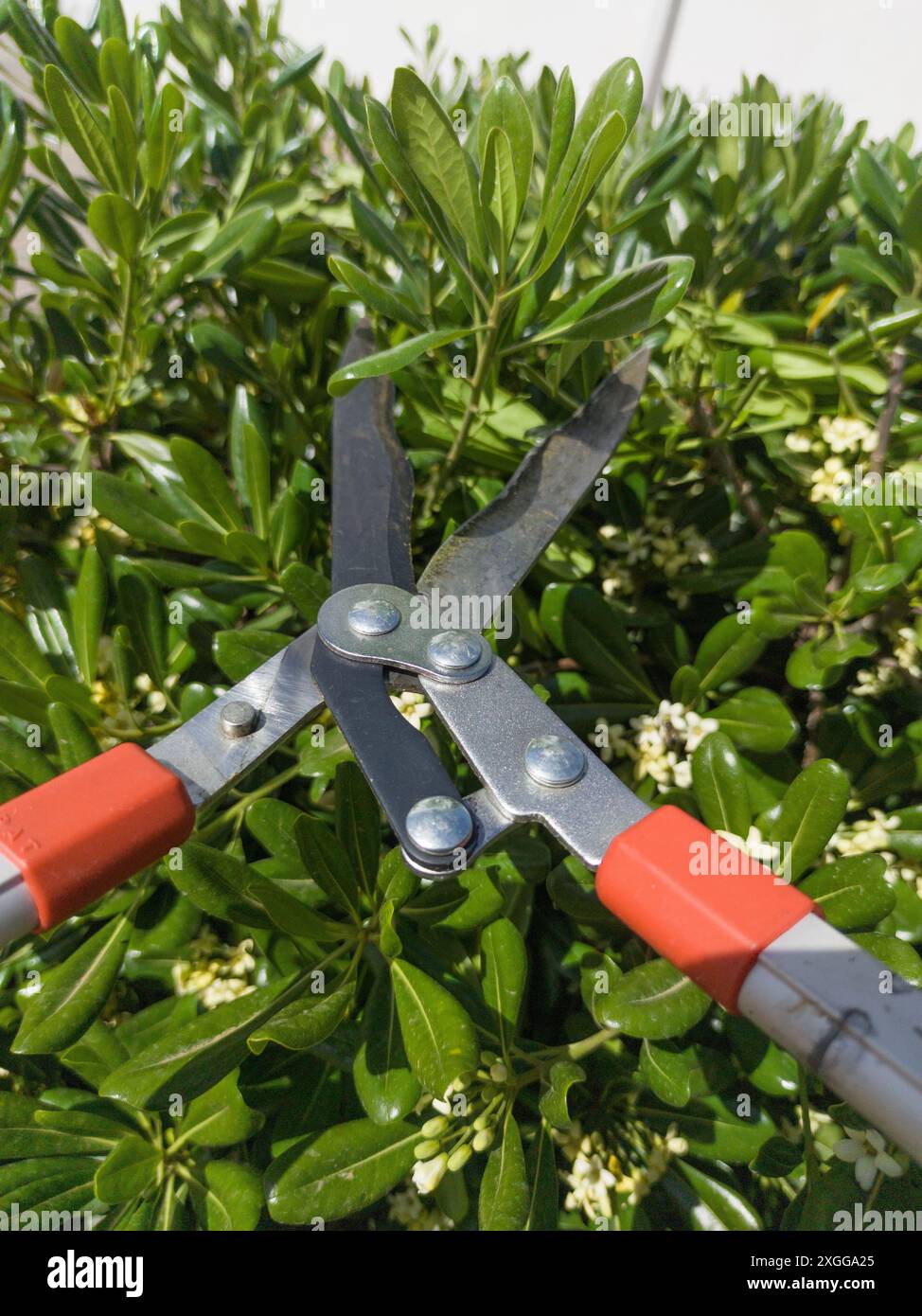 Trimming pittosporum hedges with telescopic hedge trimmer scissors ...