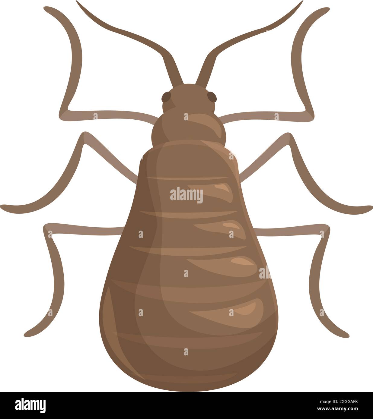 Big brown bedbug is showing its six legs and two antennas Stock Vector ...